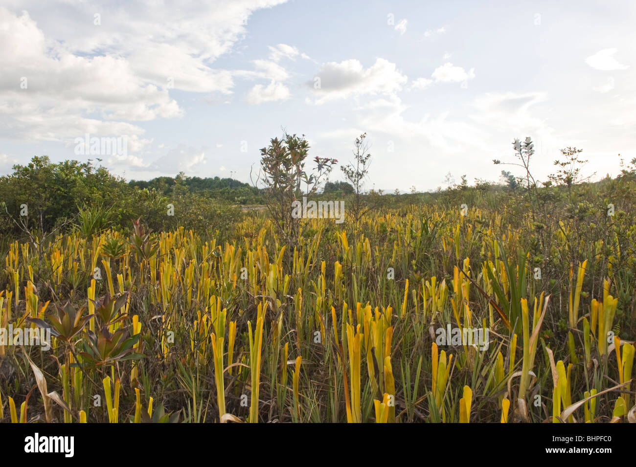 Carnivorous plants Kaieteur National Park Guiana Shield Guyana South ...