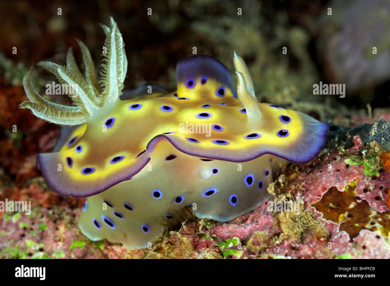 Chromodoris kuniei, spotted chromodorid, nudibranch, Labuan Lalang ...