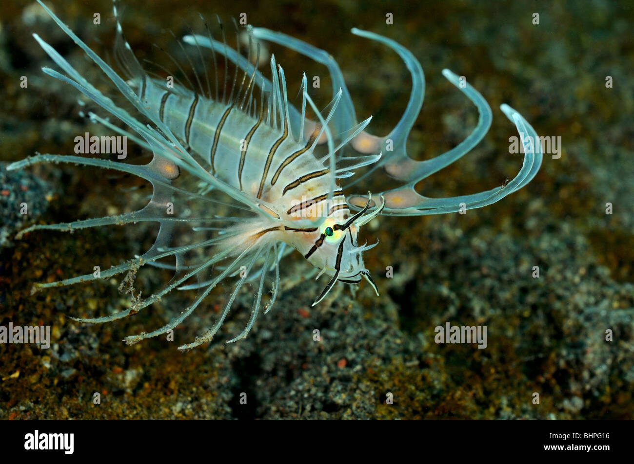 Baby Volitan Lionfish