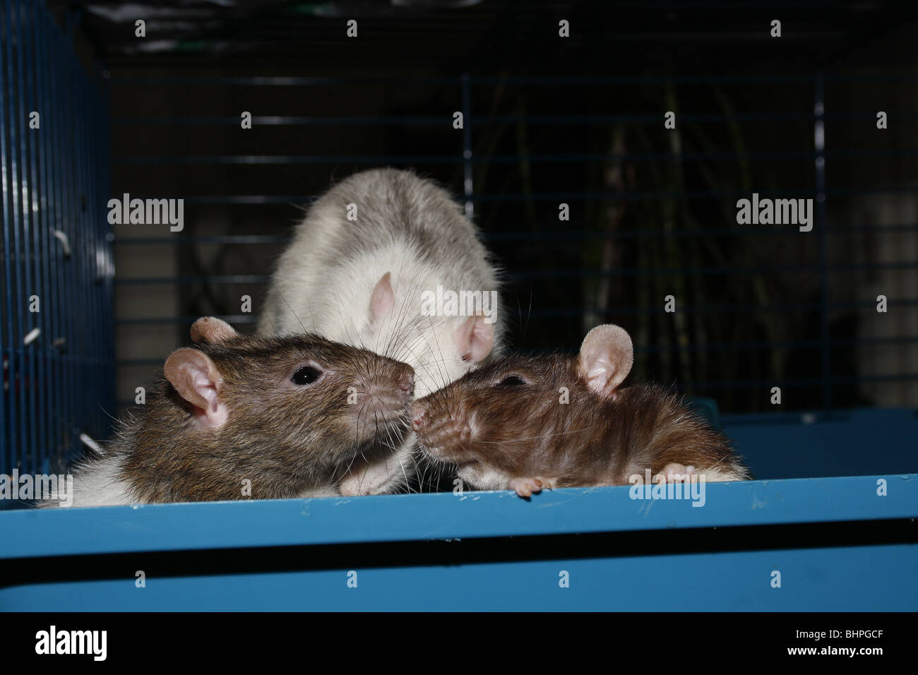 rat pet rodent cage kiss Stock Photo - Alamy