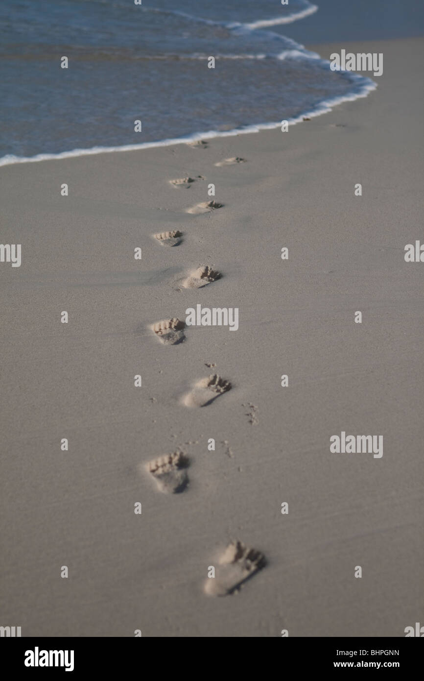 Foot prints footsteps sand beach hi-res stock photography and images ...