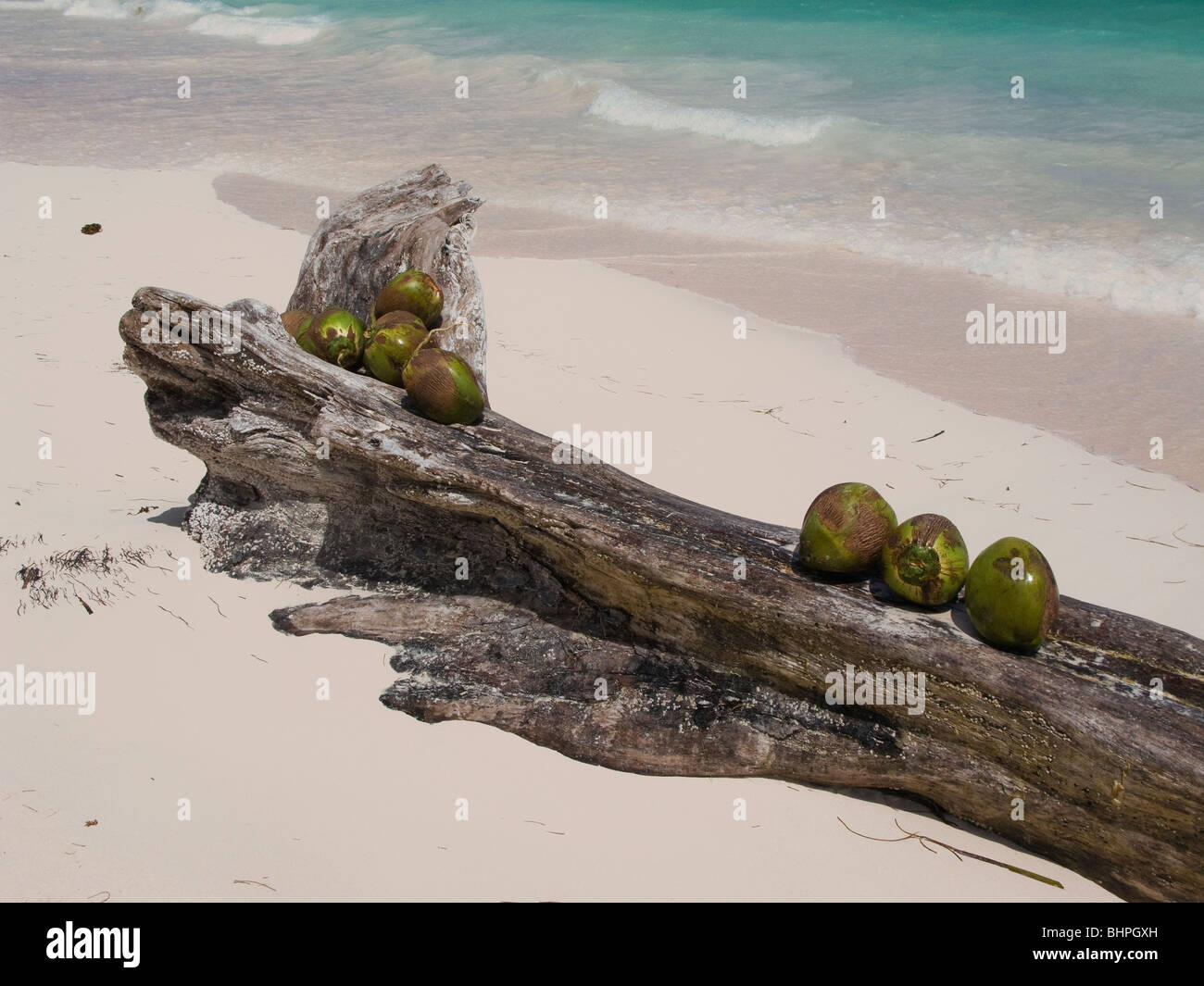 The trunk of a coconut tree hi-res stock photography and images - Alamy