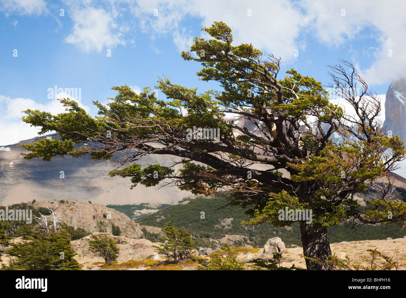 Windswept tree or flag tree in Patagonian countryside near El Chaltén ...