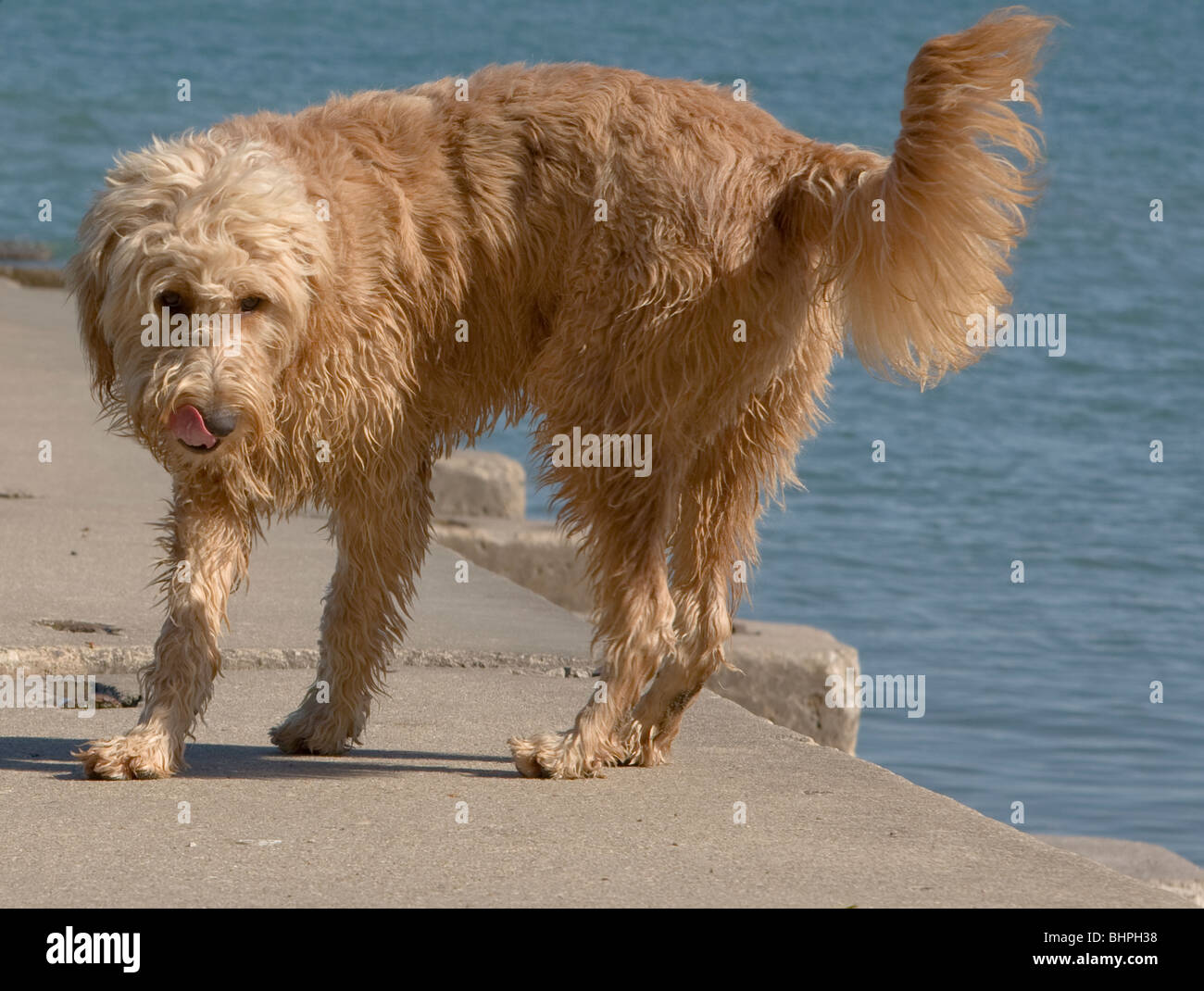 Golden poo hi-res stock photography and images - Alamy