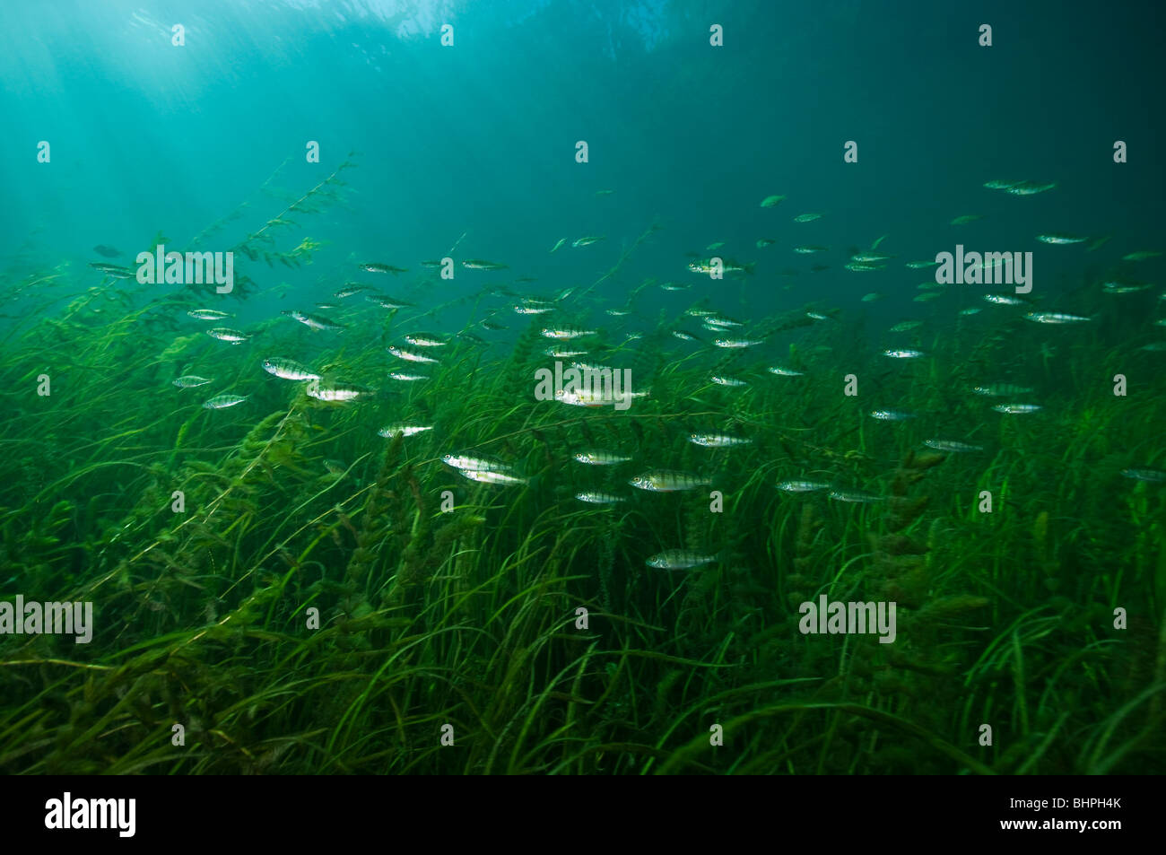 Yellow perch underwater in the St. Lawrence River in Canada Stock Photo ...