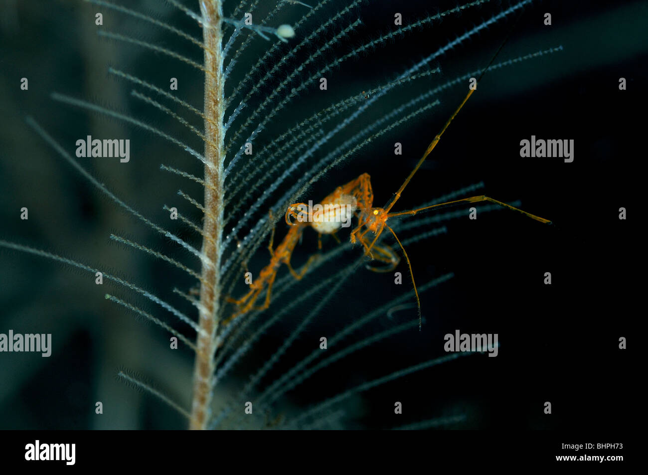 Caprella sp., skeleton shrimp, Alam Batu, housereef, Tulamben, Bali ...