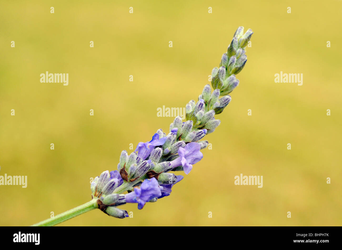 Lavender (Lavandula) in Provence, France Stock Photo - Alamy
