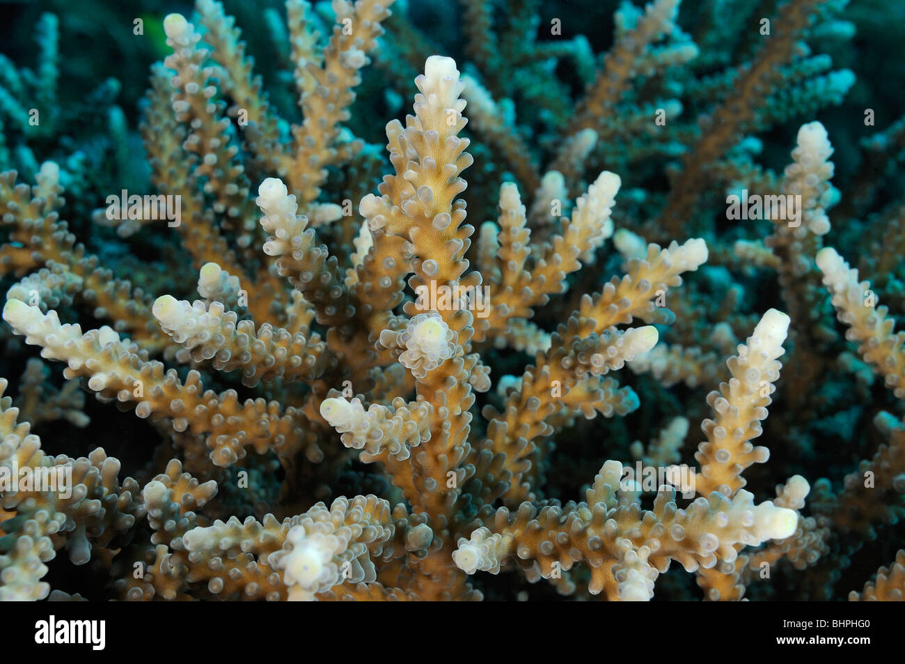 Acropora sp., Staghorn coral, Bali, Indonesia, Indo-Pacific Ocean Stock ...