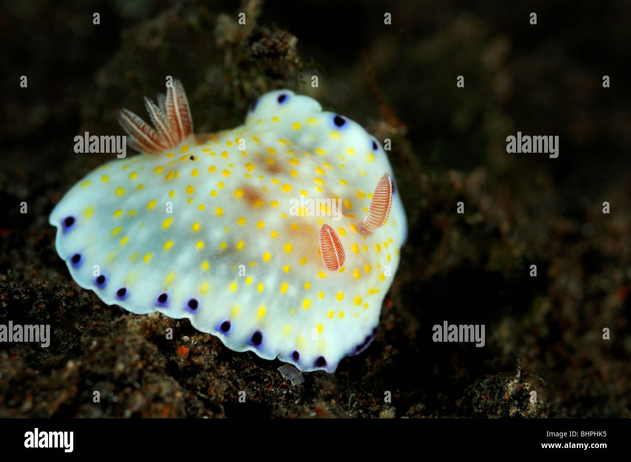 Chromodoris rufomaculata, yellow spotted chromodorid, nudibranch, Alam ...