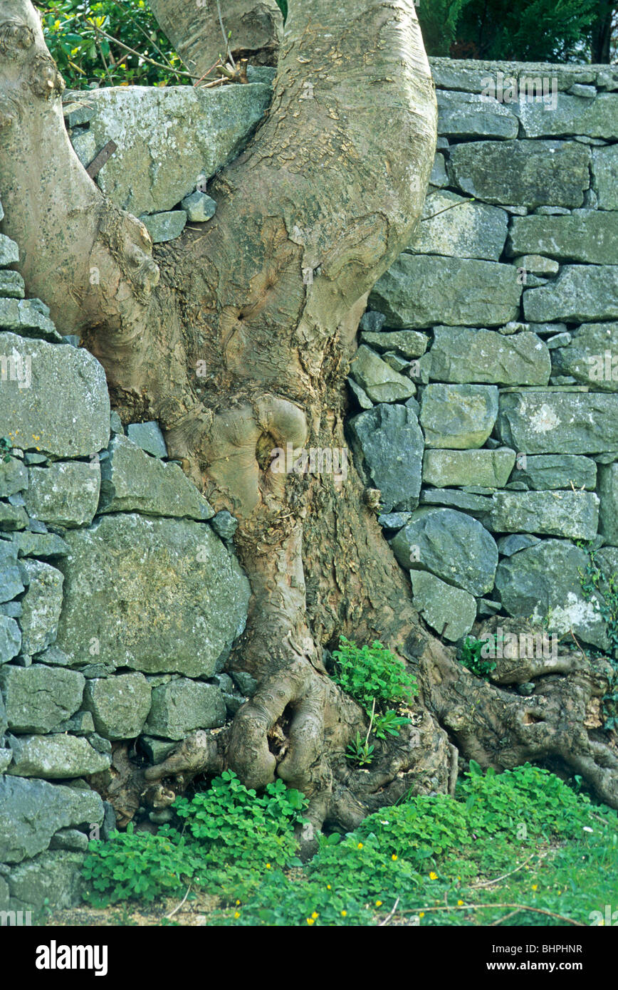 Stone wall root tree stone hi-res stock photography and images - Alamy