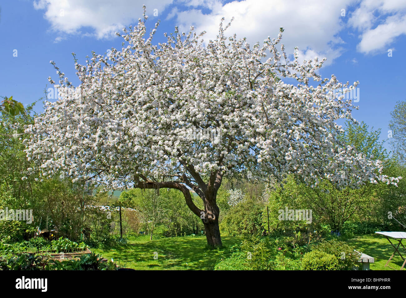 Apple Tree with blossoms in a garden Stock Photo - Alamy