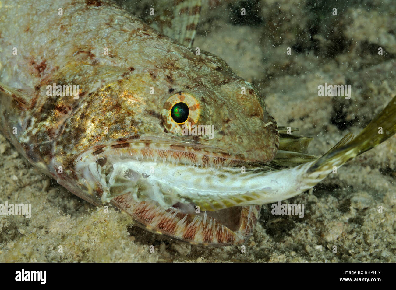Lizardfish synodus sp hi-res stock photography and images - Alamy