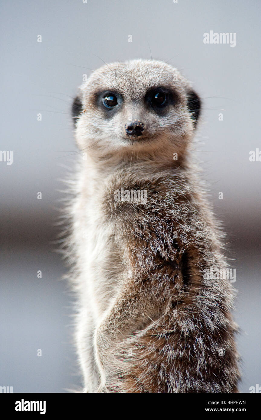 Meerkat looking directly at camera Stock Photo - Alamy