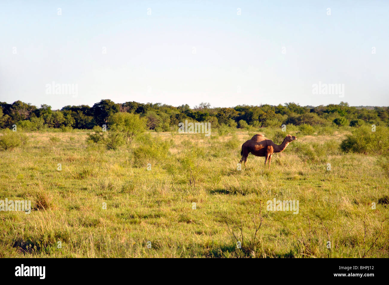Texas high plains ranch hi-res stock photography and images - Alamy