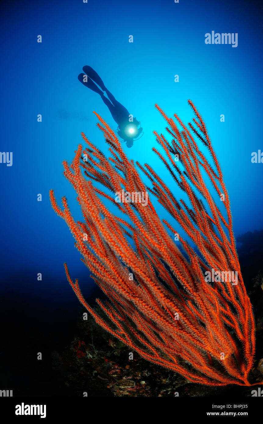 Red Sea Whip High Resolution Stock Photography and Images - Alamy