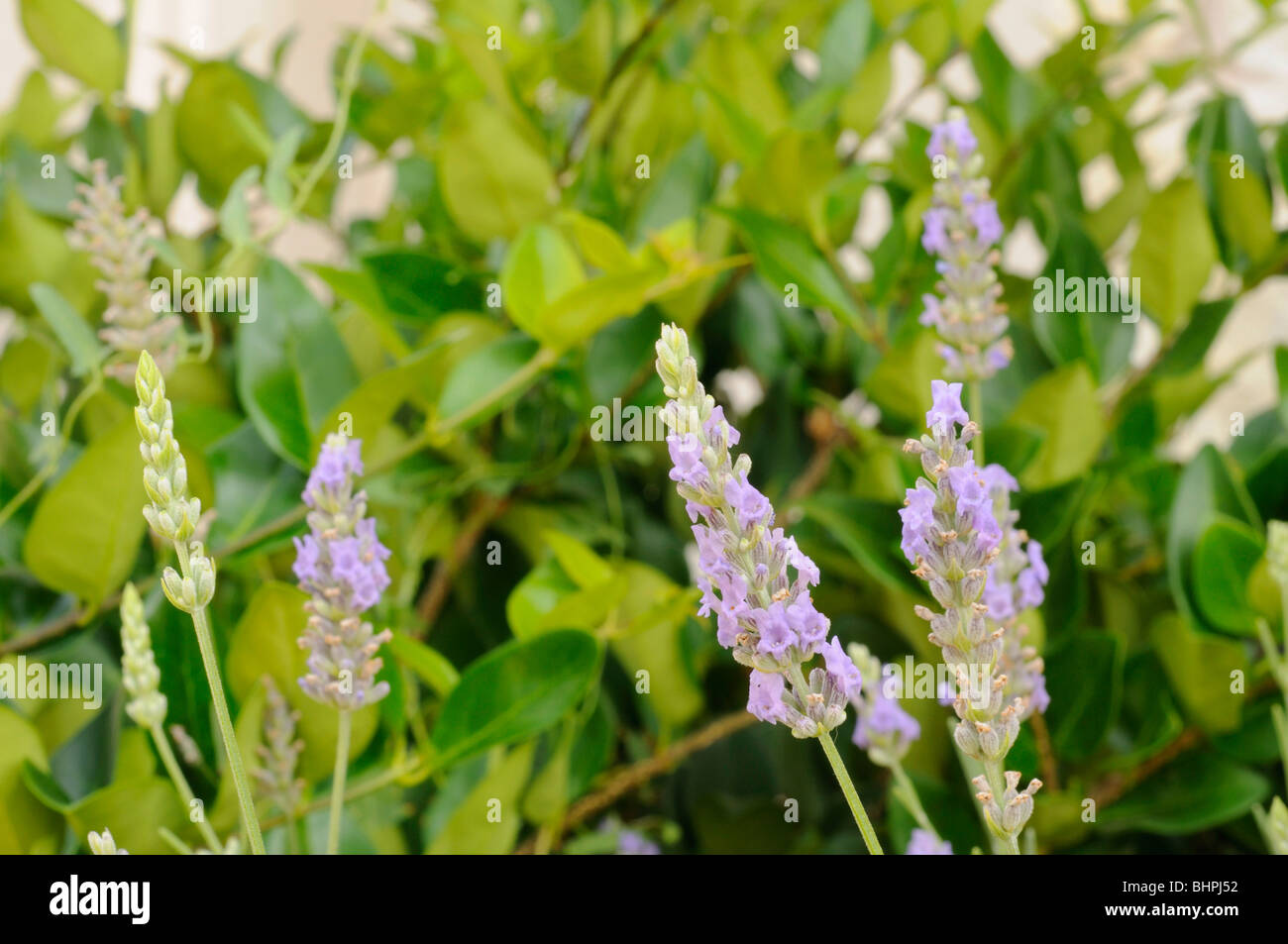 Lavender (Lavandula) in Provence, France Stock Photo - Alamy