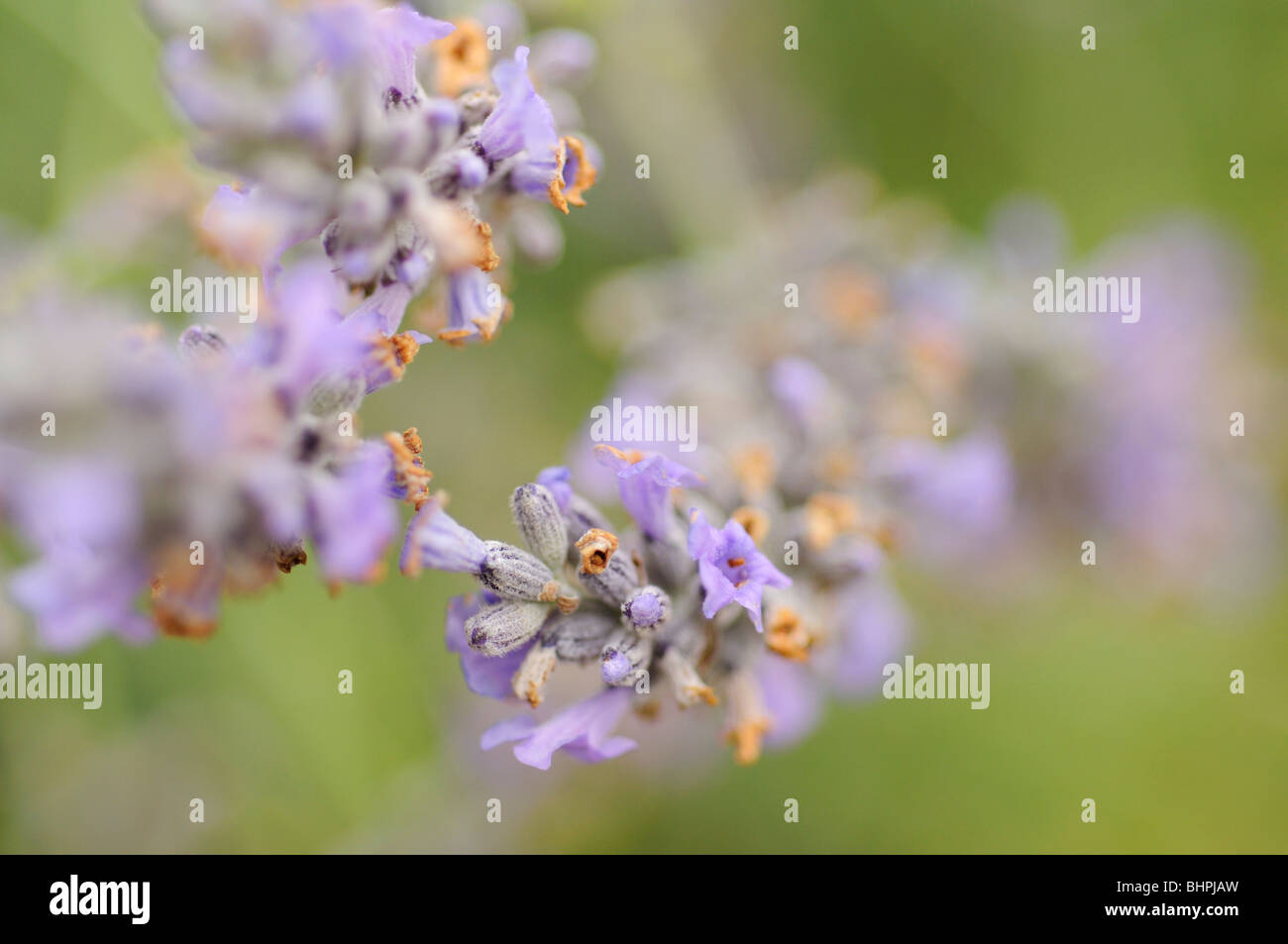 Lavender (Lavandula) in Provence, France Stock Photo - Alamy