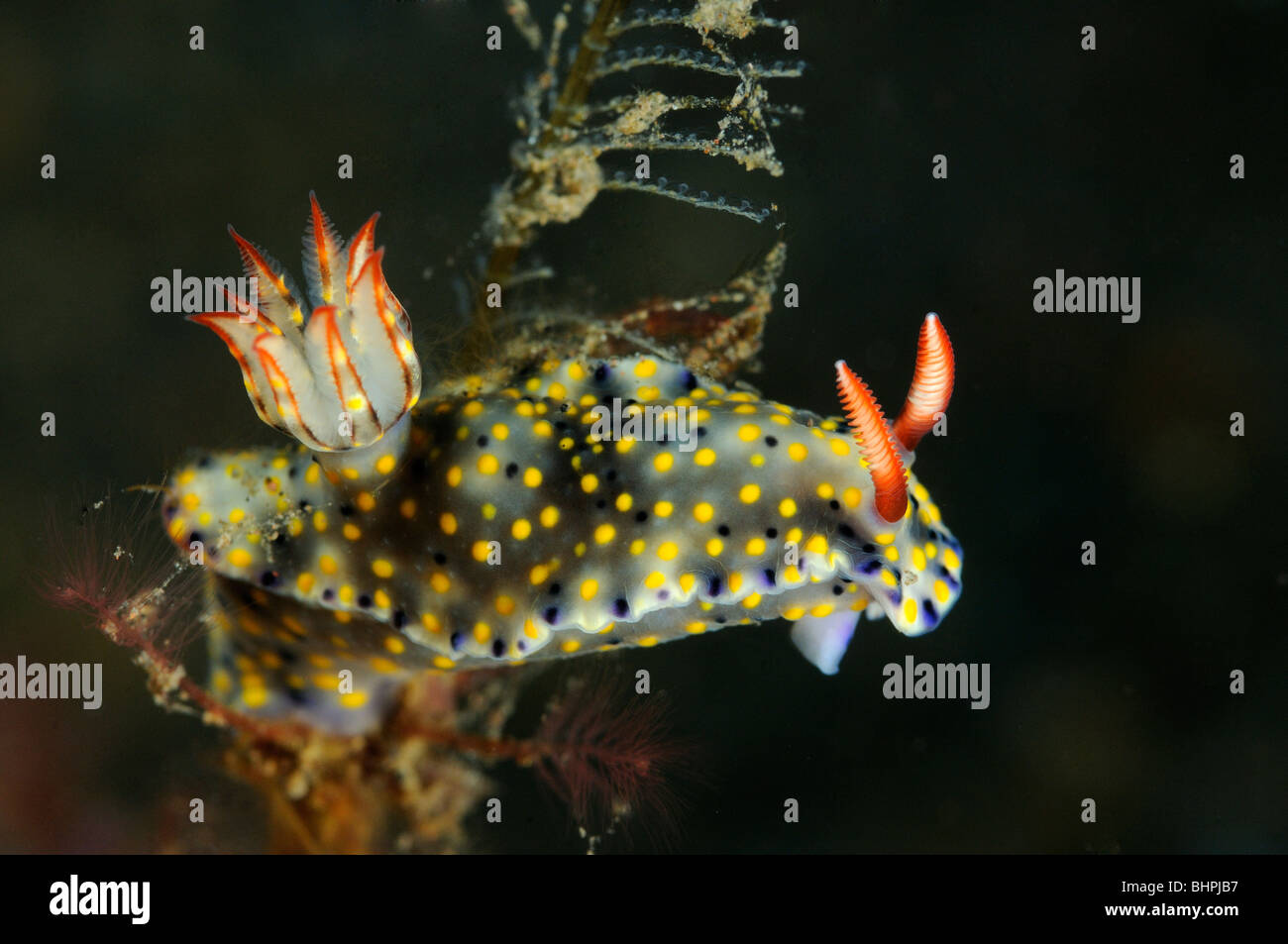 Hypselodoris infucata, yellow spotted nudibranch, Bali, Indonesia, Indo ...