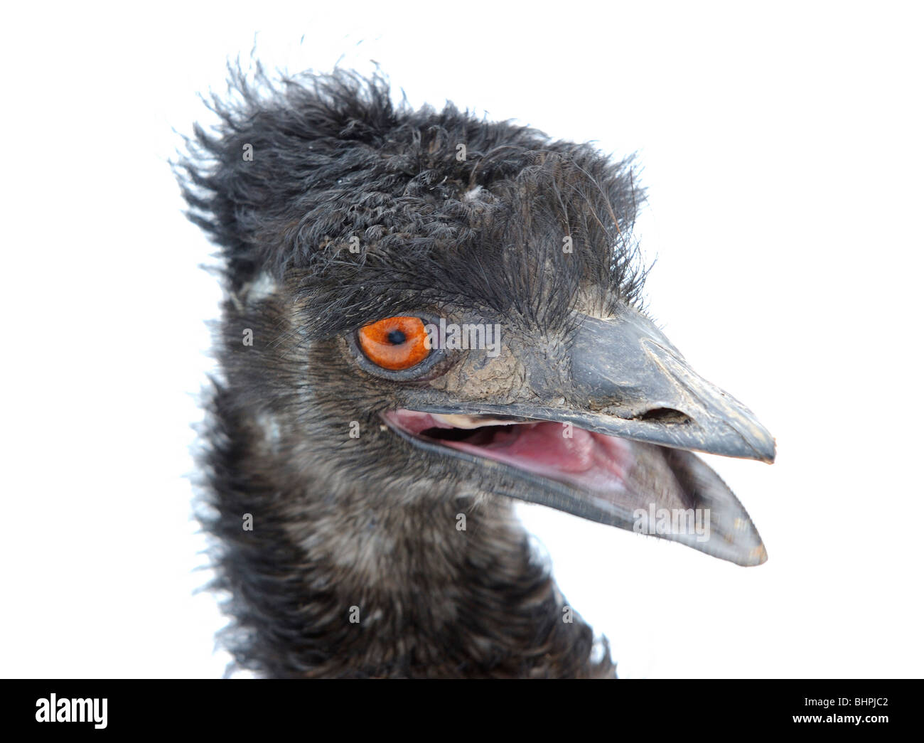 The Southern Cassowary Casuarius casuarius also known as Double-wattled ...