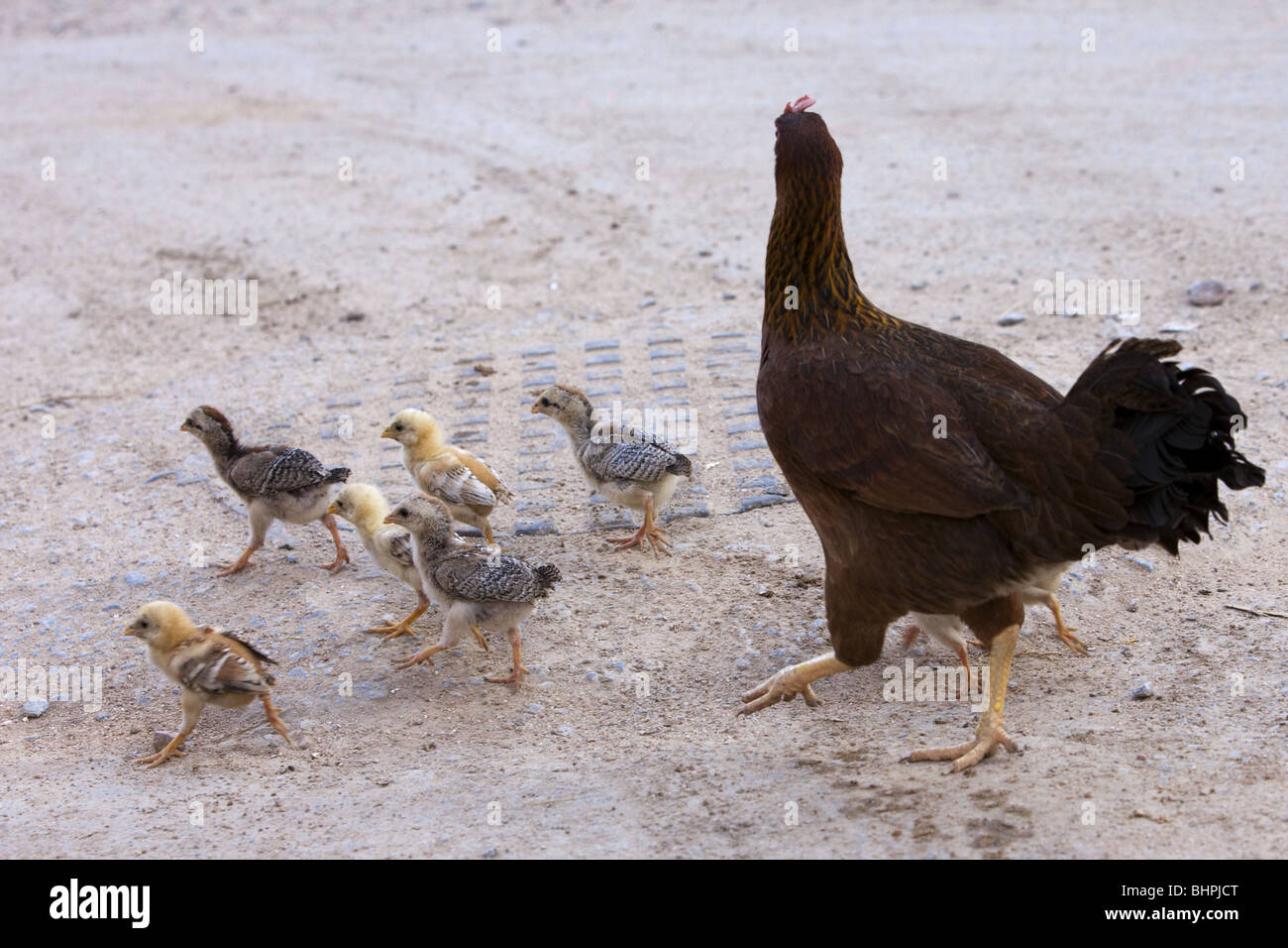 Indian Chicken crossing the road Stock Photo - Alamy