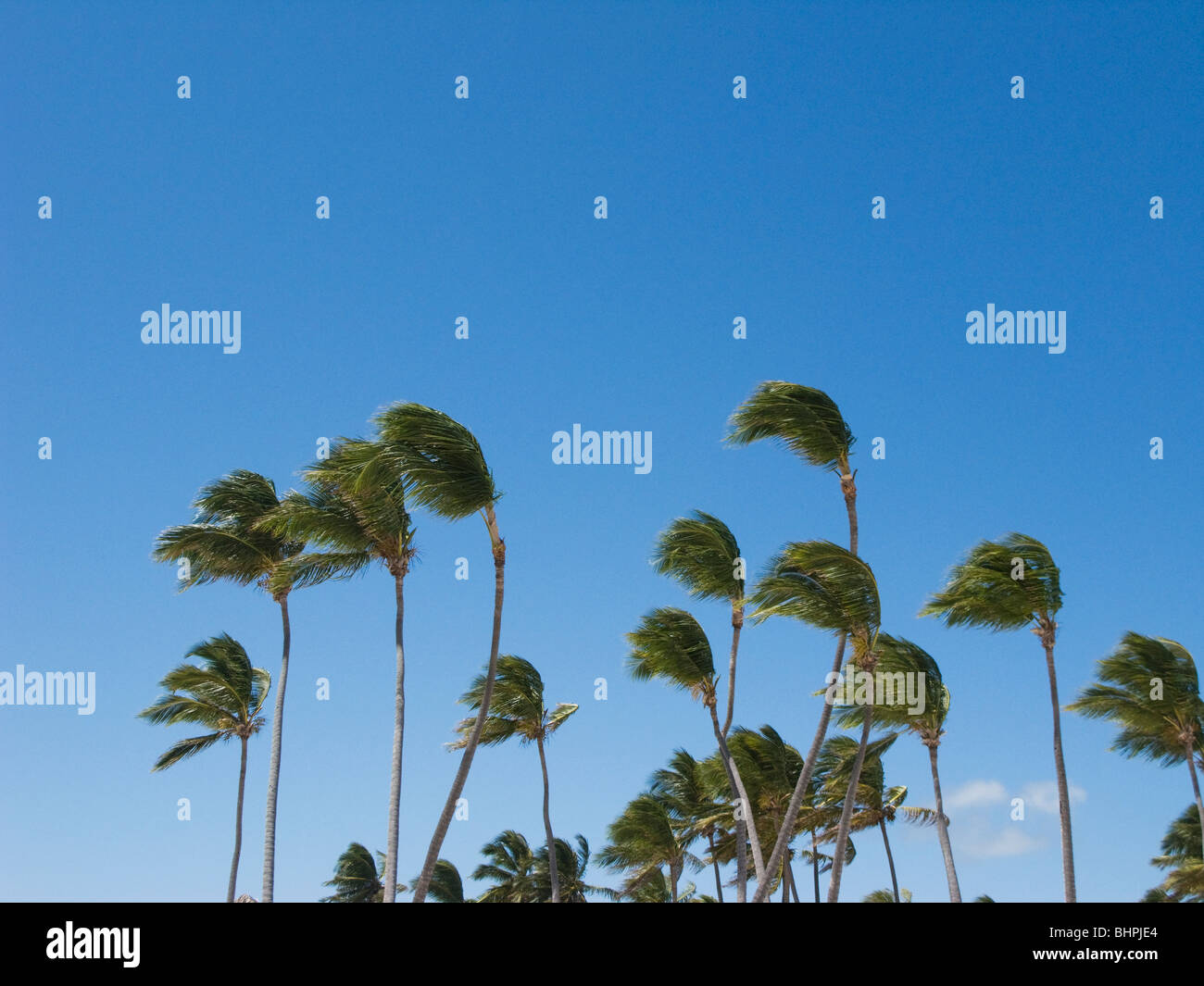 Waving tree hi-res stock photography and images - Alamy