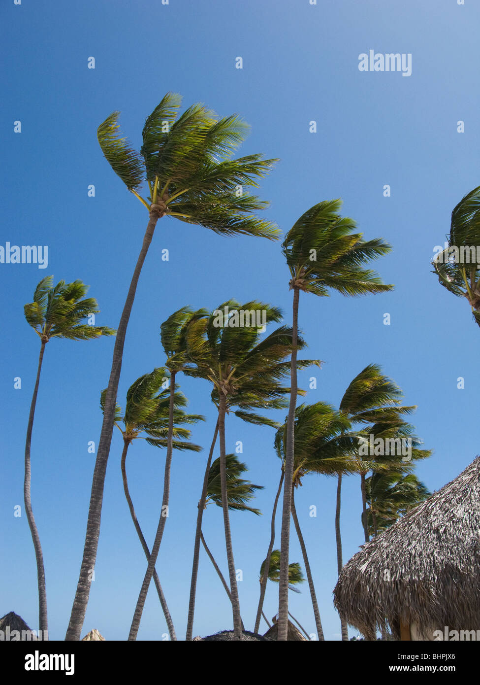Waving palm hi-res stock photography and images - Alamy