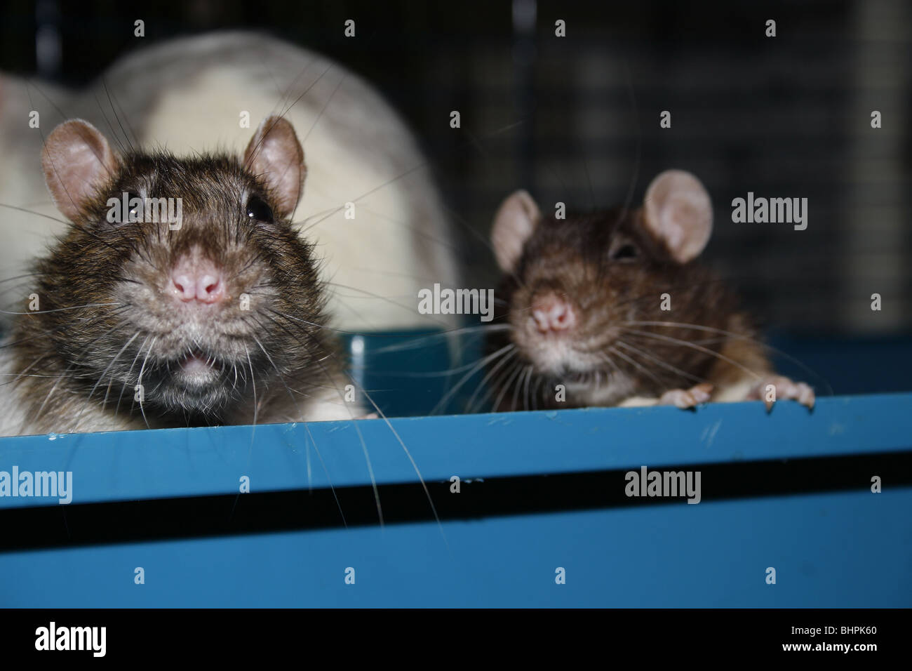 rat pet rodent cage Stock Photo - Alamy