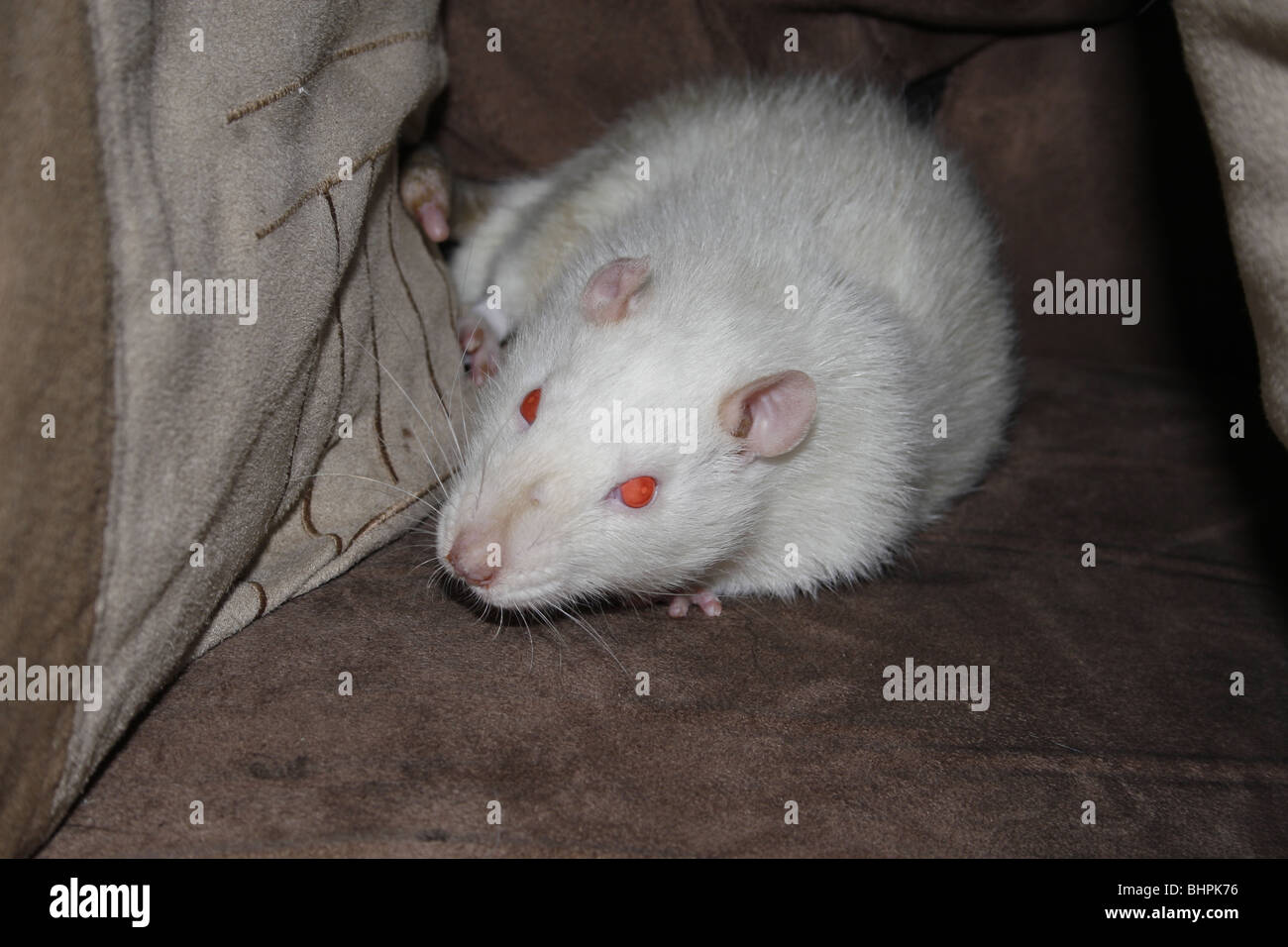 rat pet rodent albino Stock Photo - Alamy