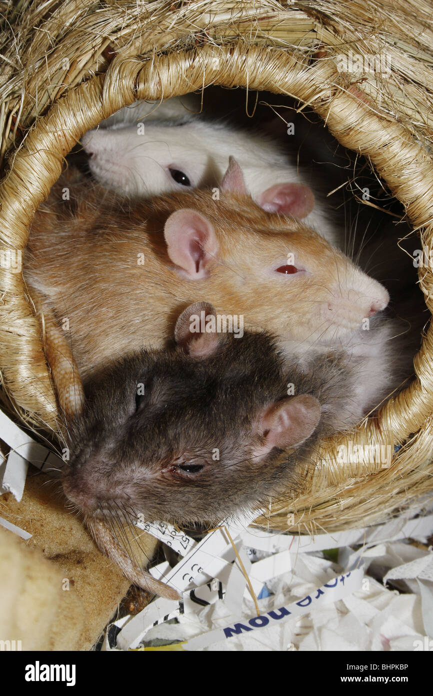 rat pet rodent sleep sleeping Stock Photo - Alamy