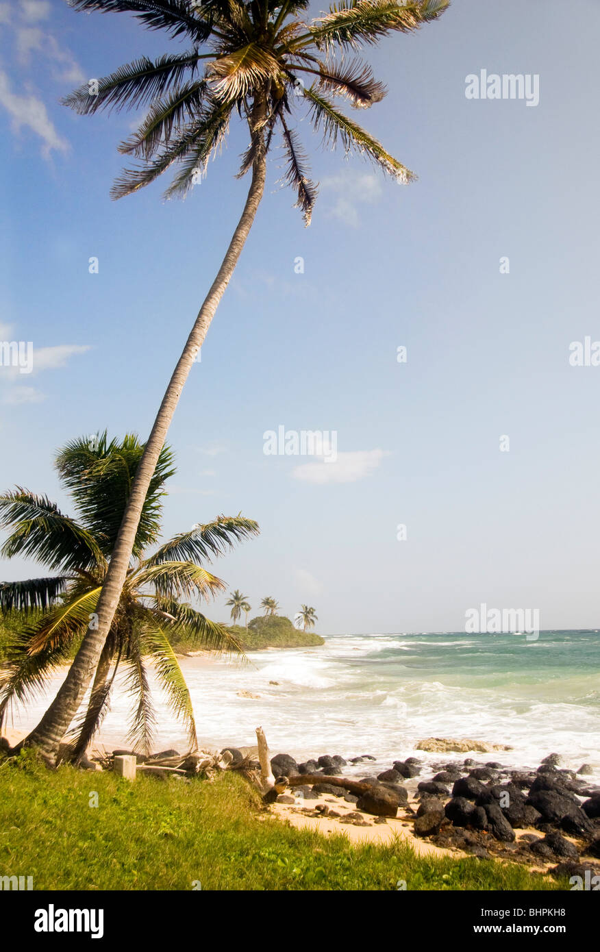 empty desolate beach caribbean sea with palm trees corn island ...