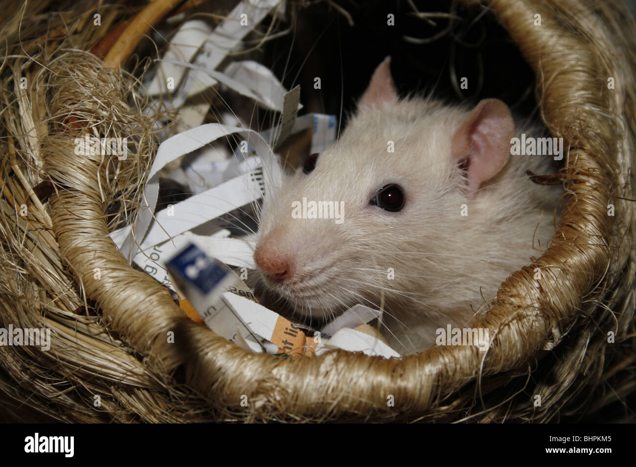 Rodent bedding hi-res stock photography and images - Alamy