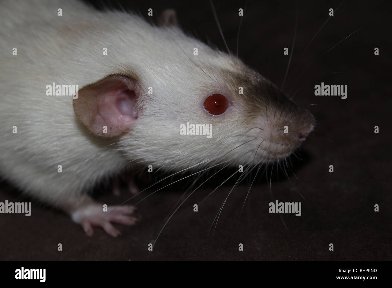 rat pet rodent Stock Photo - Alamy