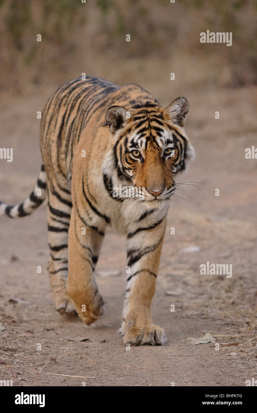 Tiger crossing the road hi-res stock photography and images - Alamy