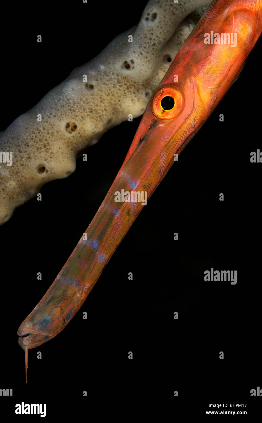 Chinese trumpet fish High Resolution Stock Photography and Images - Alamy