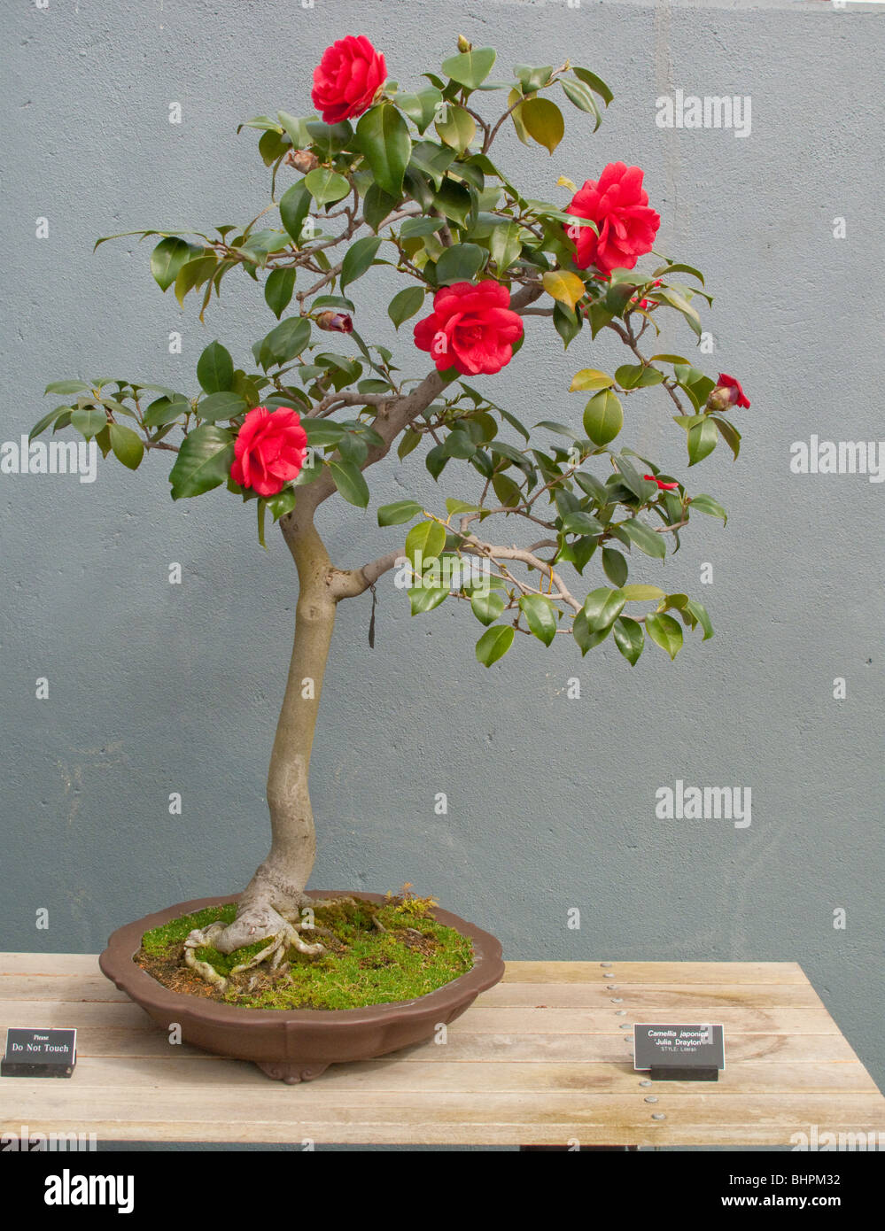 Specimen bonsai hi-res stock photography and images - Alamy