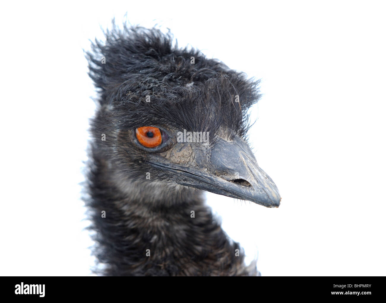 The Southern Cassowary Casuarius casuarius also known as Double-wattled ...