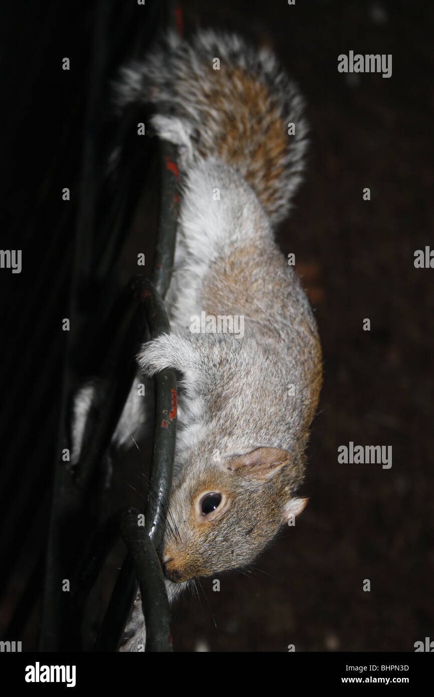 St james london squirrel hi-res stock photography and images - Alamy