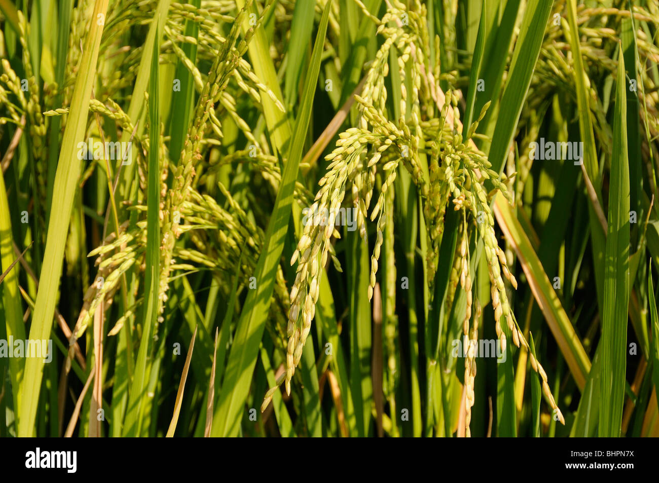 Corn fields bali hi-res stock photography and images - Alamy