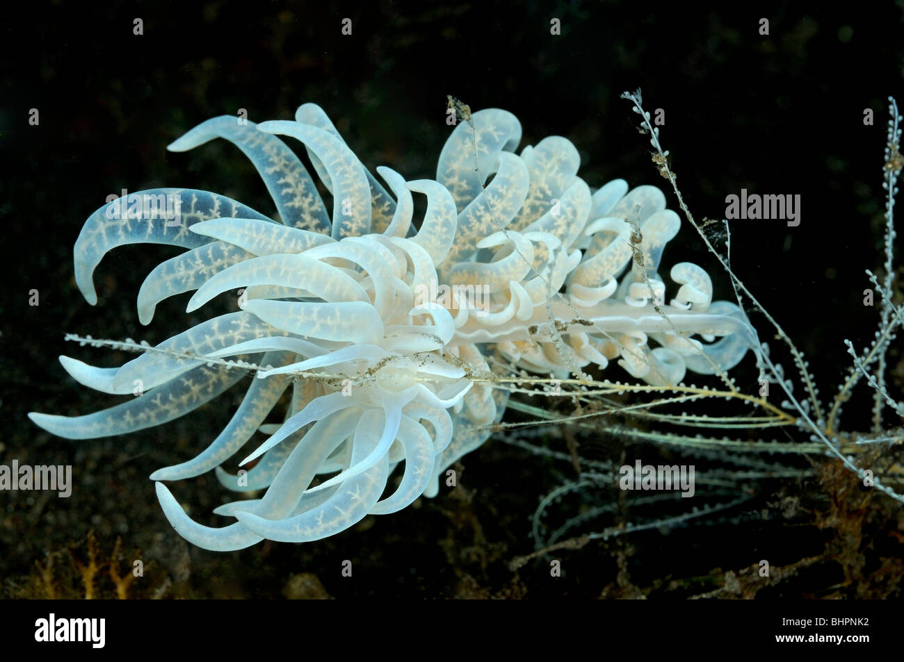 Phyllodesmium crypticum, solar powered nudibranch feeding on hydroids ...