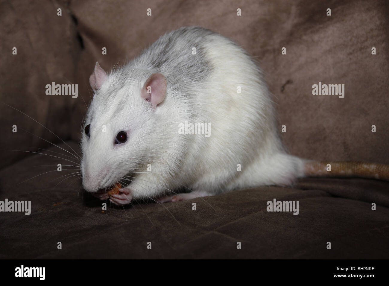 rat pet rodent eat eating Stock Photo - Alamy