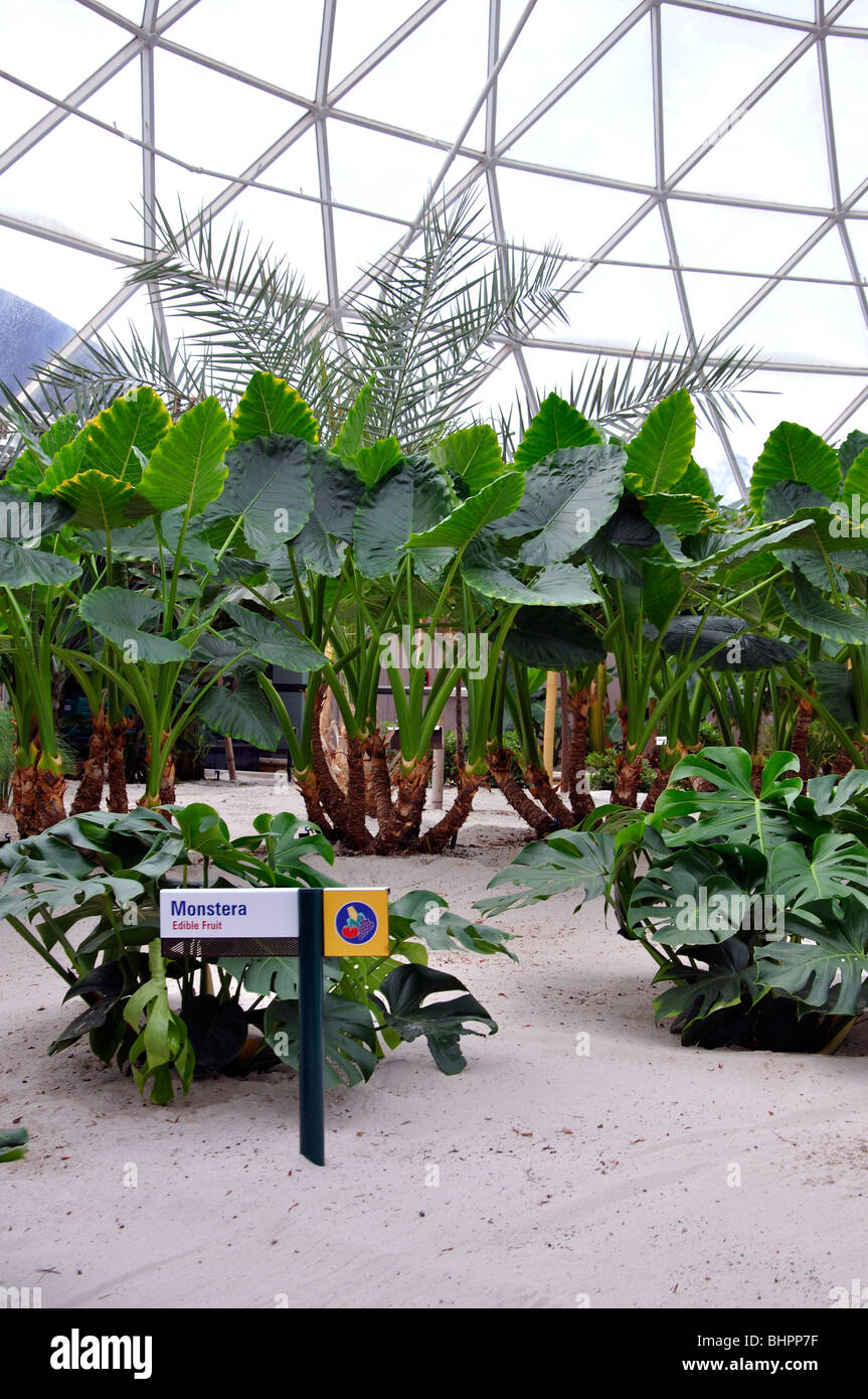 Hydroponic garden at Epcot, Disneyworld,Orlando, Florida, USA Stock ...