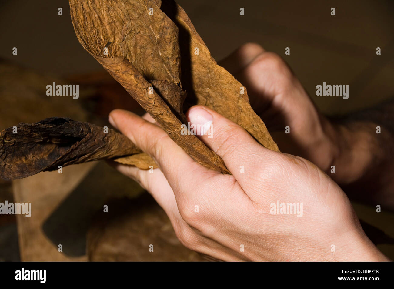 detail of fresh quality tobacco leaves for cigar production in ...
