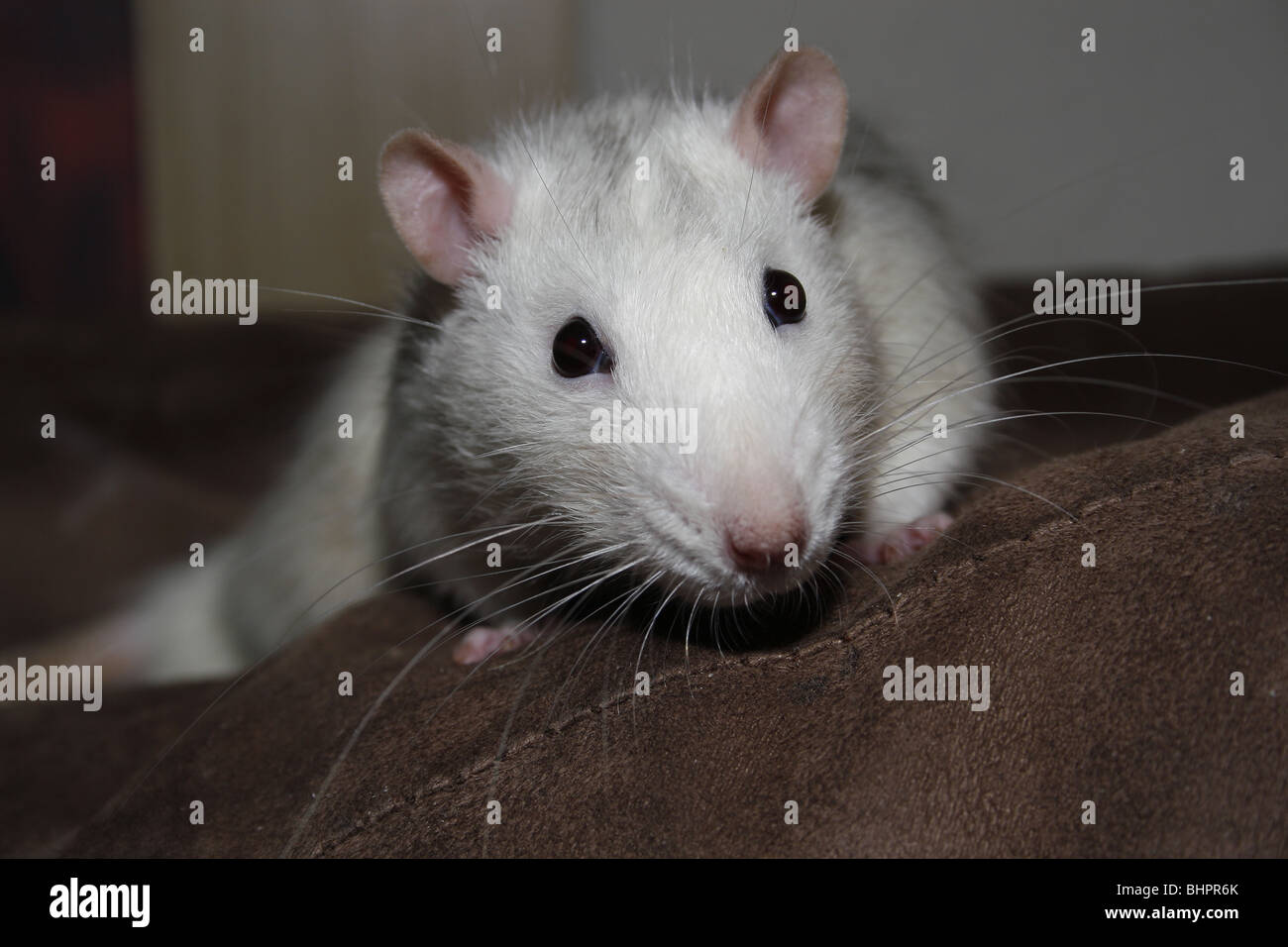 rat pet rodent Stock Photo - Alamy
