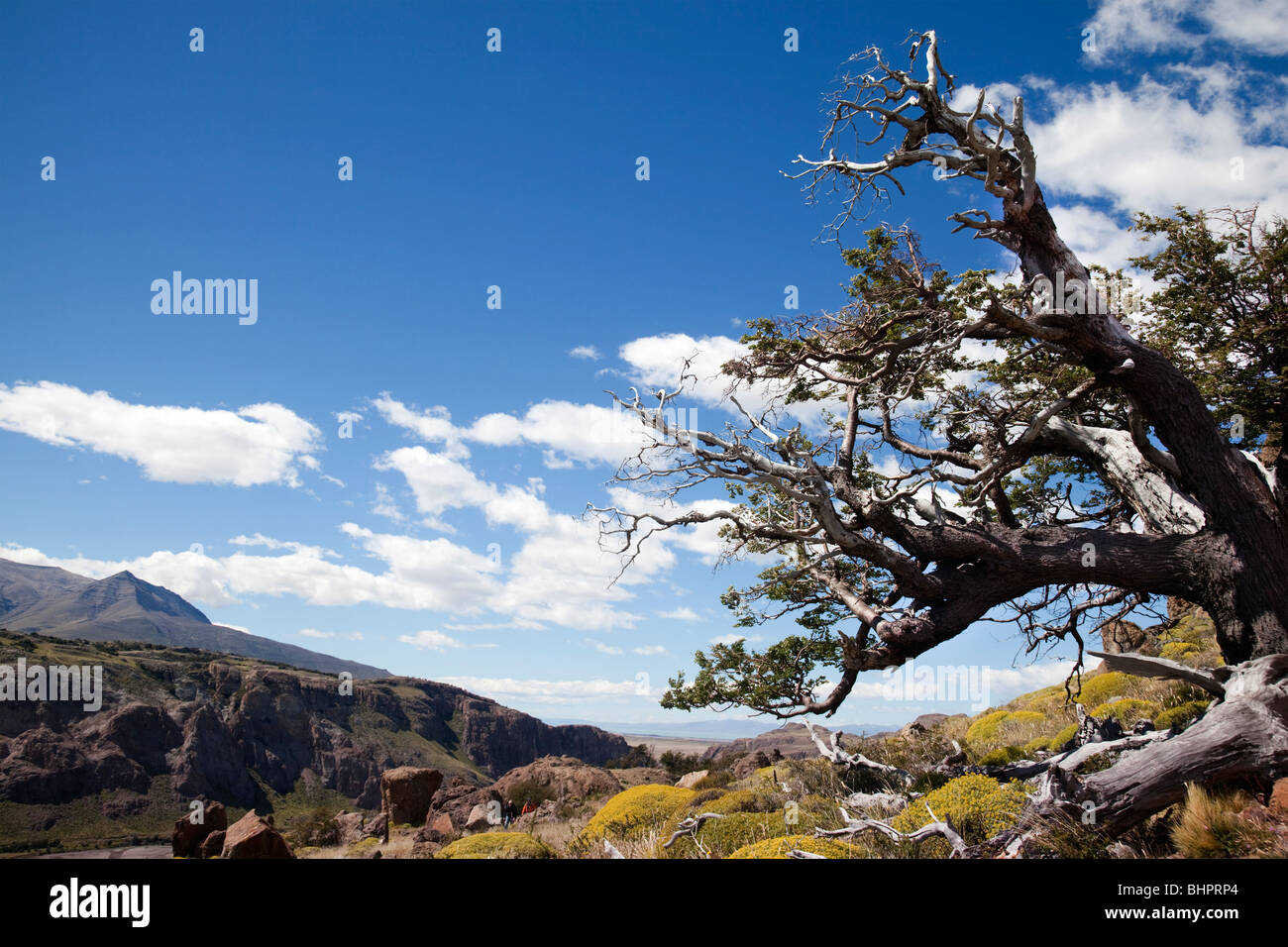 Windswept tree in the Patagonian countryside near El Chaltén, Province ...