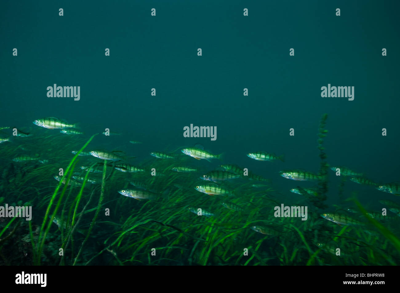 Yellow perch underwater hi-res stock photography and images - Alamy