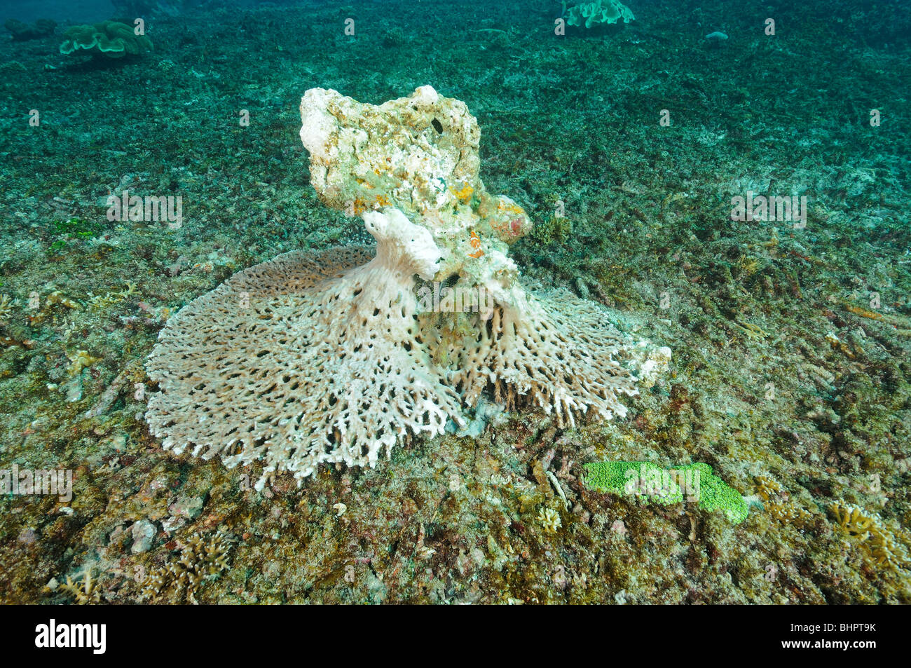 Dead coral hi-res stock photography and images - Alamy