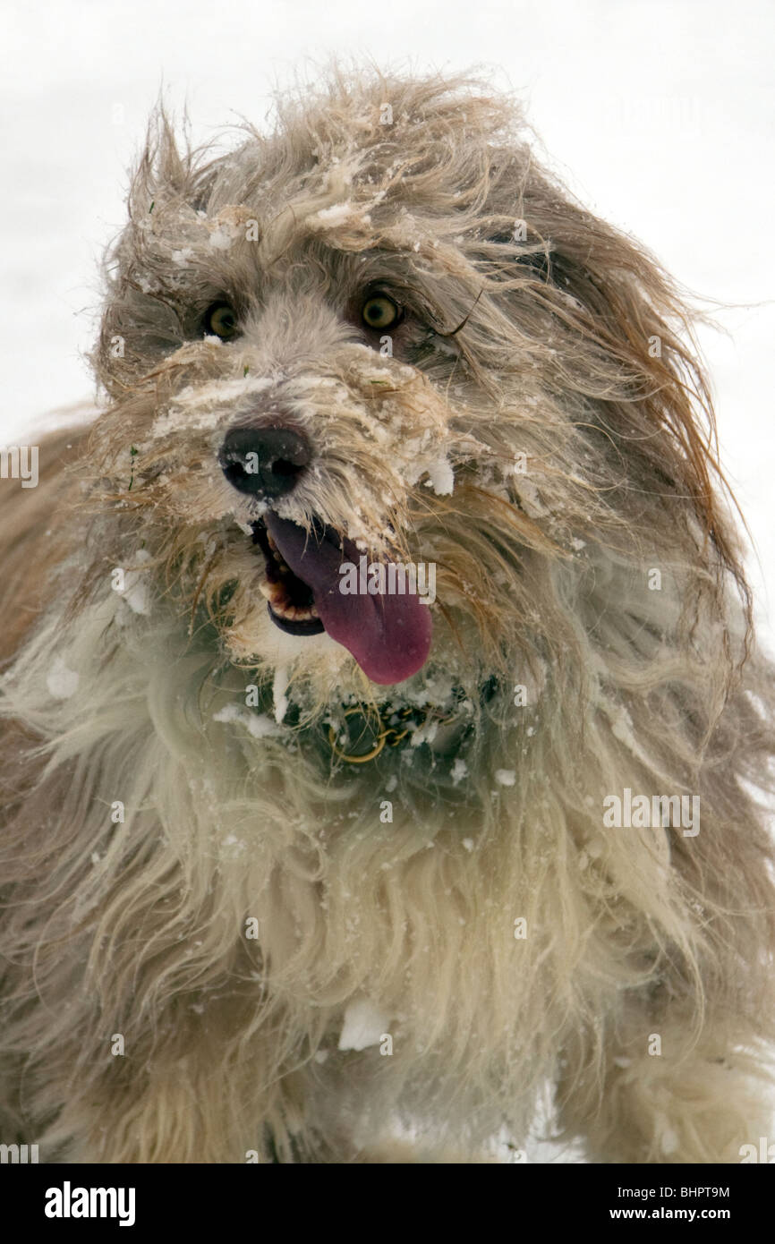 Bearded collie in the snow at winter face covered in ice and snow ...