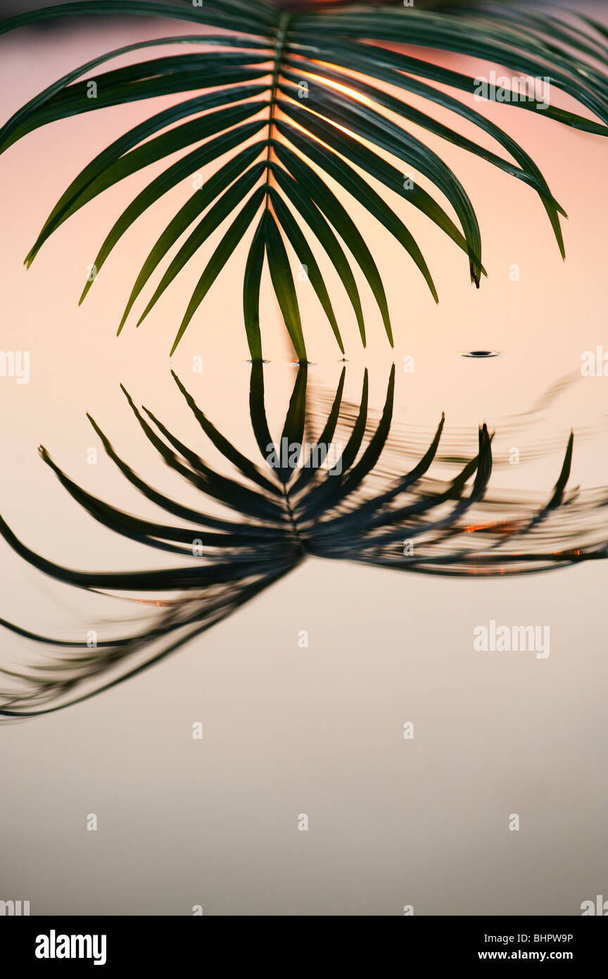 Palm leaf reflecting in a still pool at sunrise in india Stock Photo ...