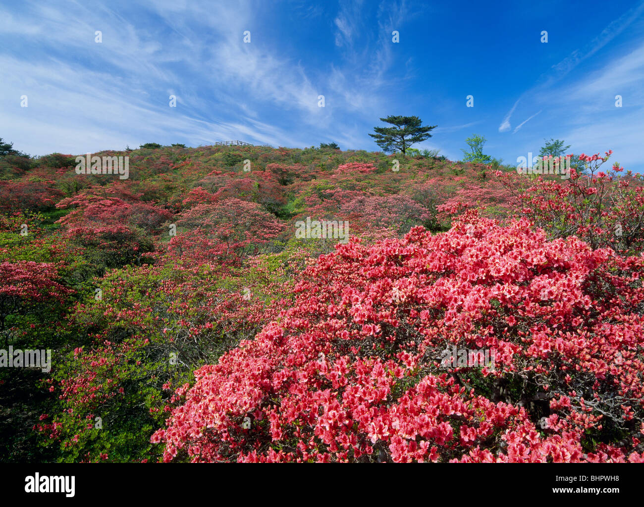 Tamura hi-res stock photography and images - Alamy