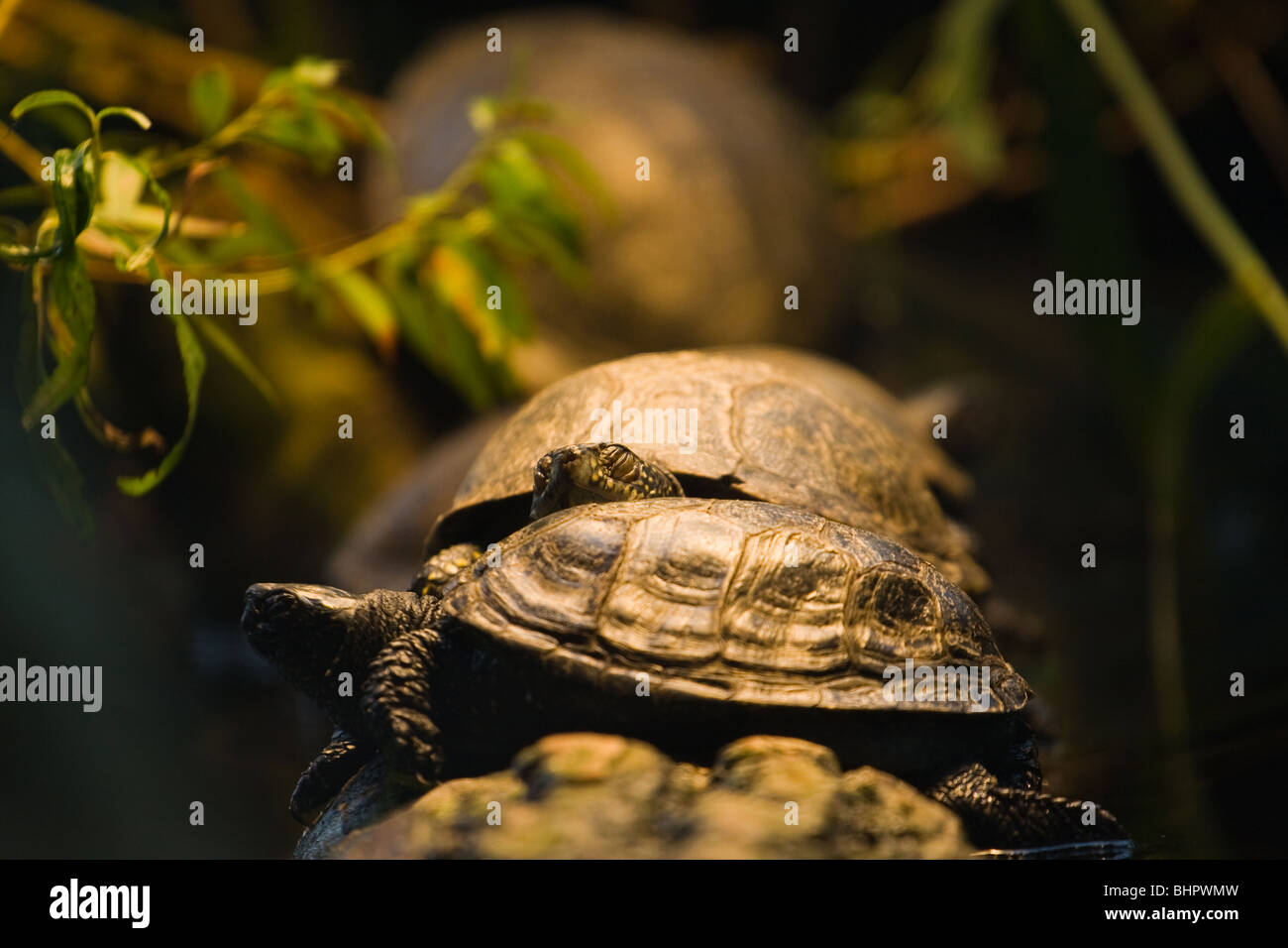 Turtles mating hi-res stock photography and images - Alamy